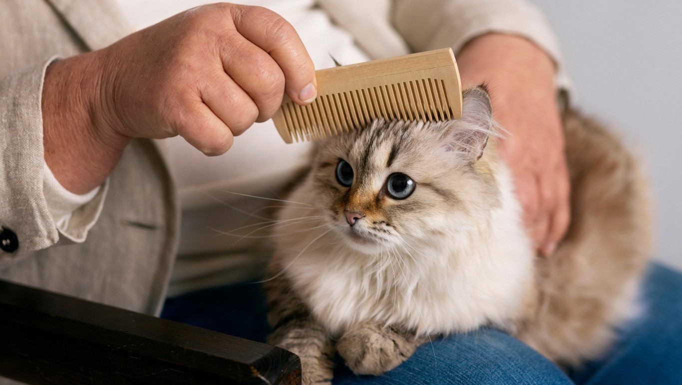 Pourquoi et comment brosser son chat ? - Nutricroc